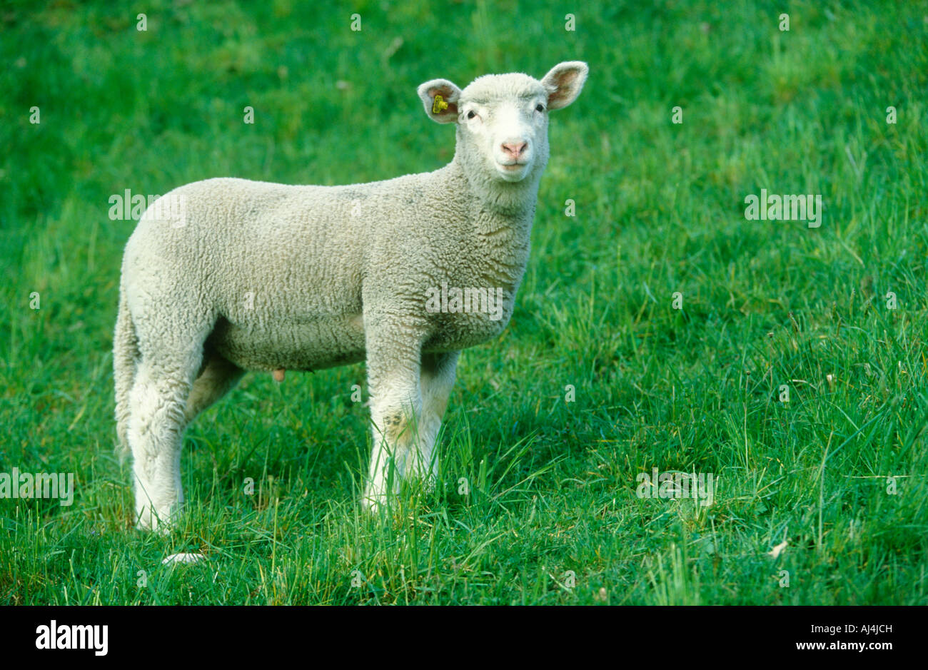 portrait of a lamb Stock Photo - Alamy