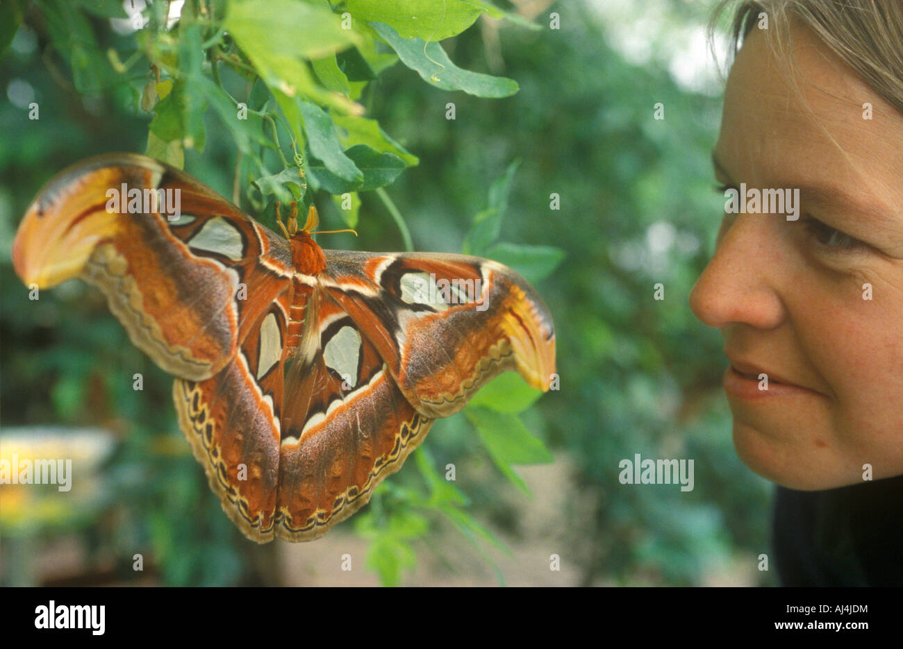 Butterfly portrait hi-res stock photography and images - Alamy
