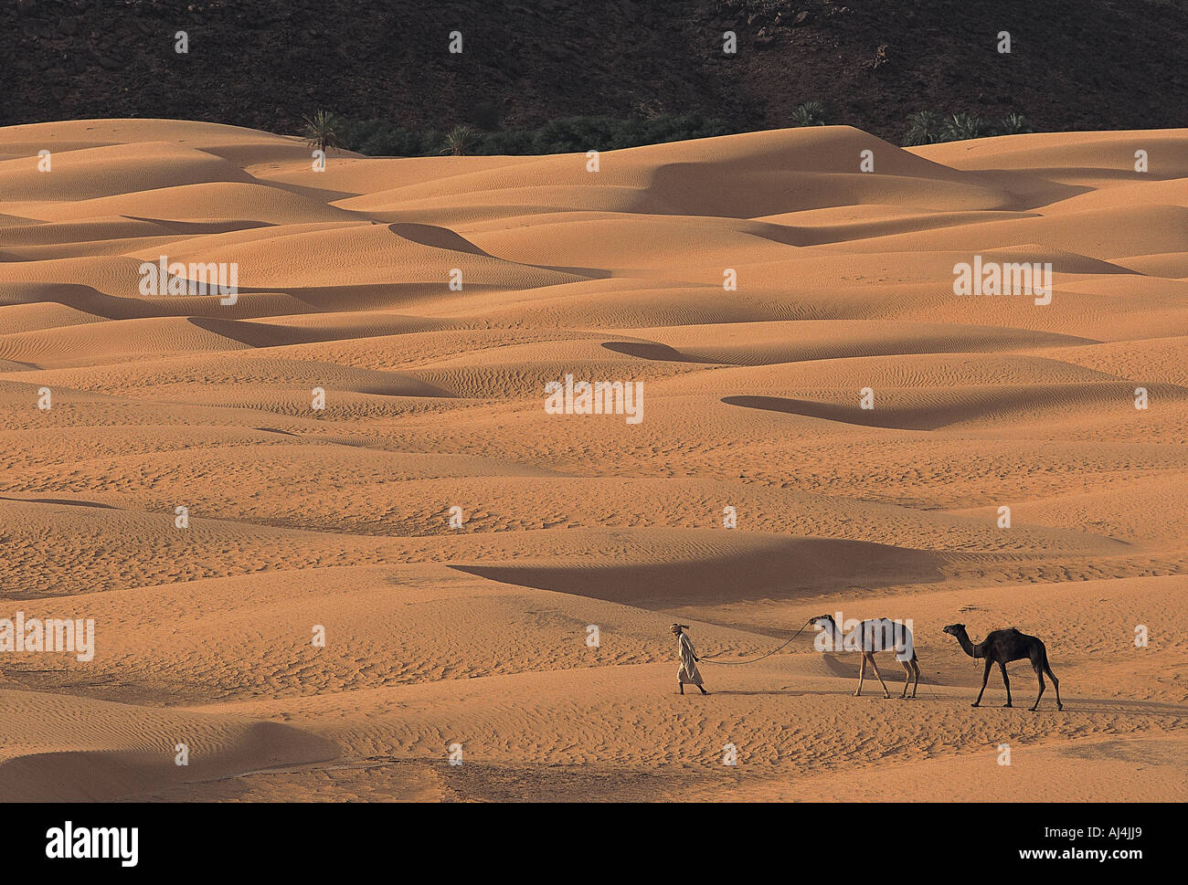 Berberi man and camels crossing desert, Adrar Mauritania Stock Photo ...