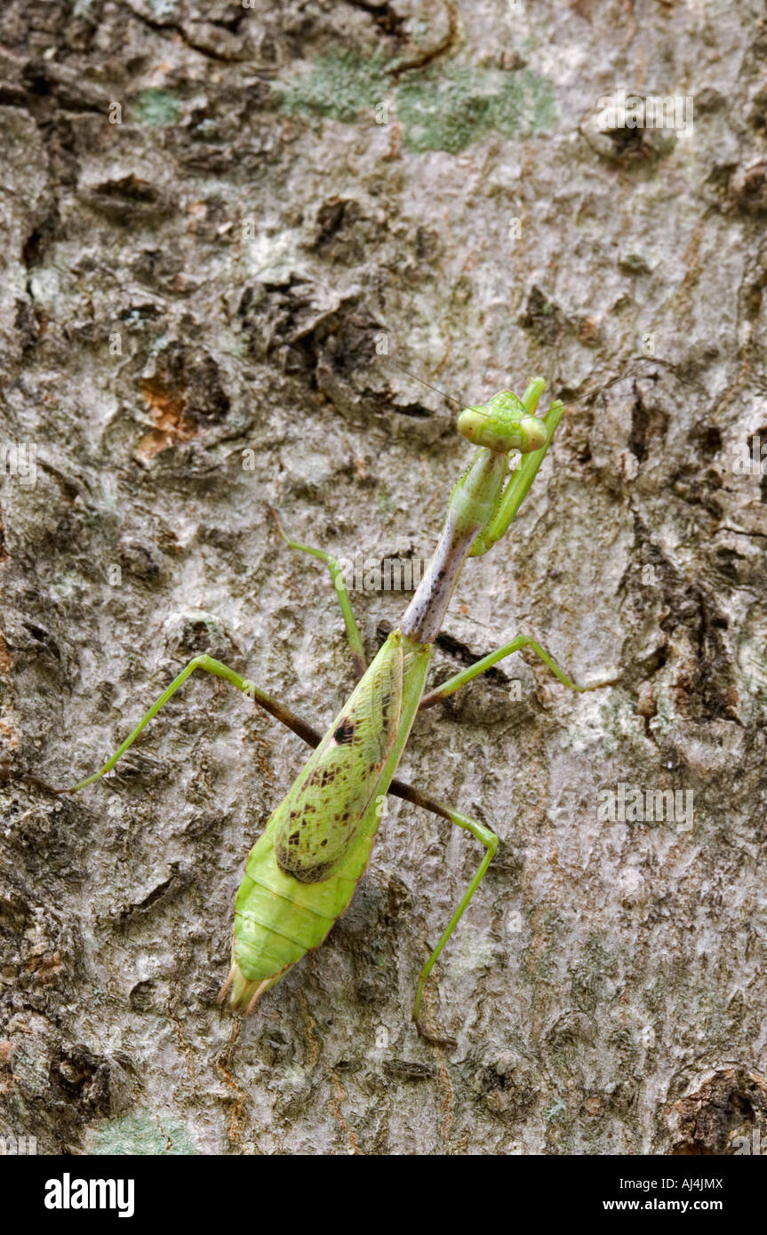 Bark mantis hi-res stock photography and images - Alamy
