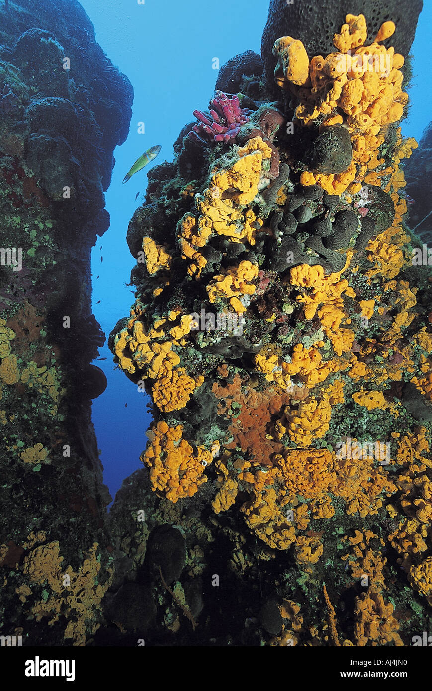 Sponges, Bodrum Turkey Stock Photo - Alamy