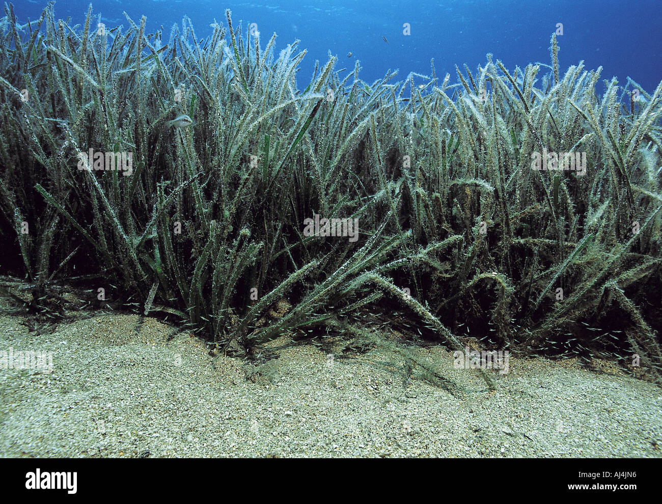 Posidonia Oceanica Stock Photos & Posidonia Oceanica Stock Images - Alamy