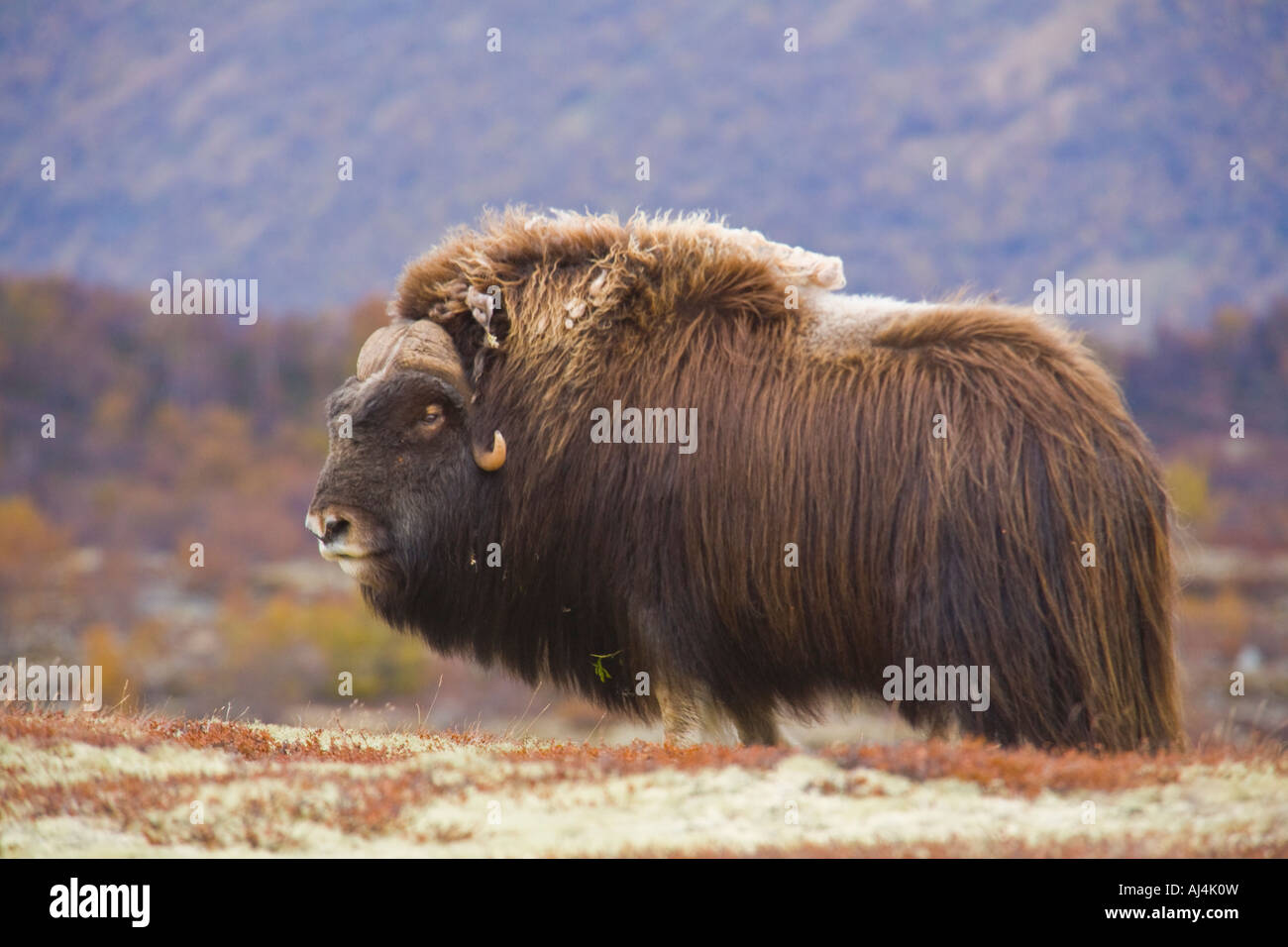 Male Musk Ox Stock Photo - Alamy