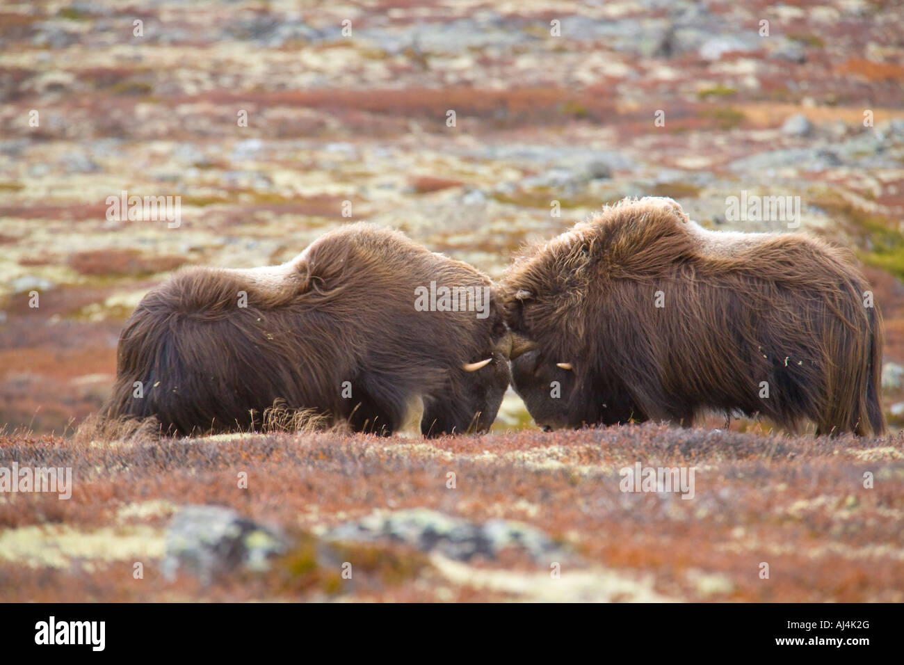 Musk ox fighting autumn hi-res stock photography and images - Alamy