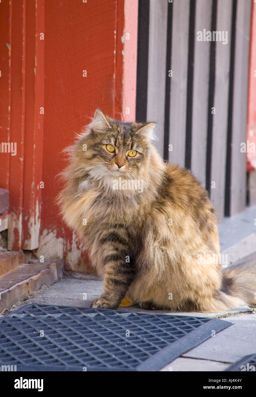 Fluffy pussycat waiting on the doorstep to be let indoors Stock Photo ...