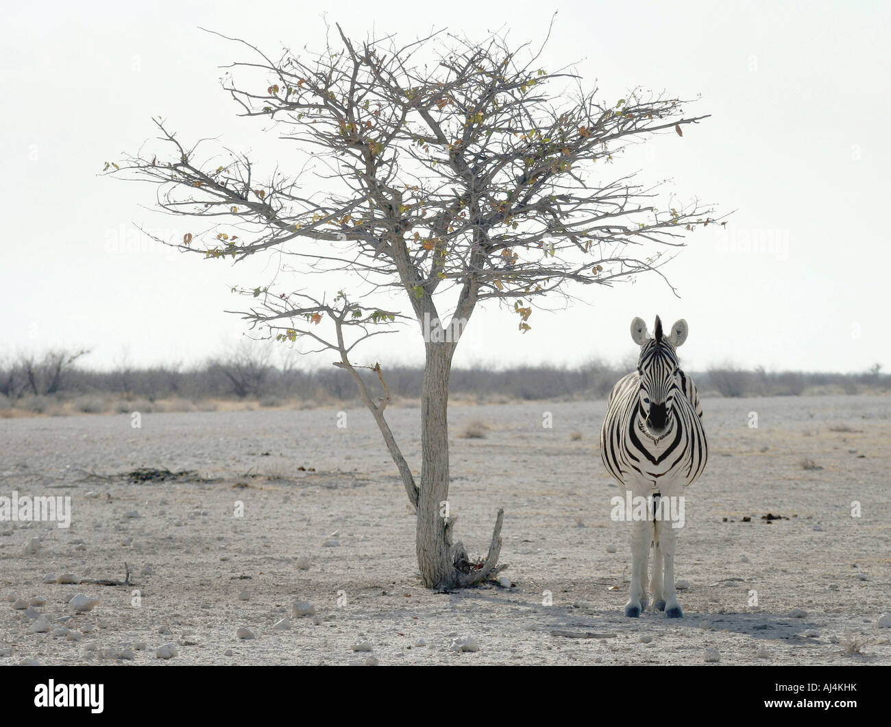 Shade tree with zebra hi-res stock photography and images - Alamy