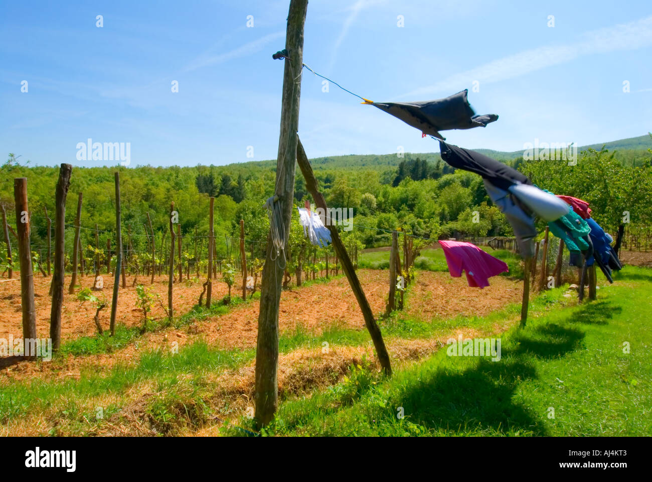 Laundry blowing in the wind and next to grape vines on a farm in rural ...
