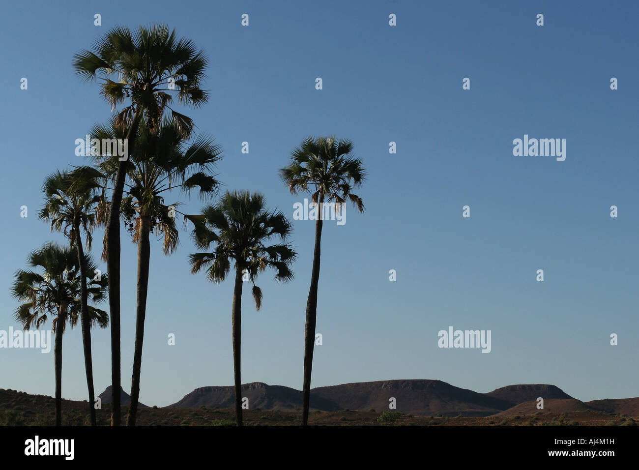 Palm trees at the Palmwag oasis in Damaraland in Namibia Africa Palmwag ...