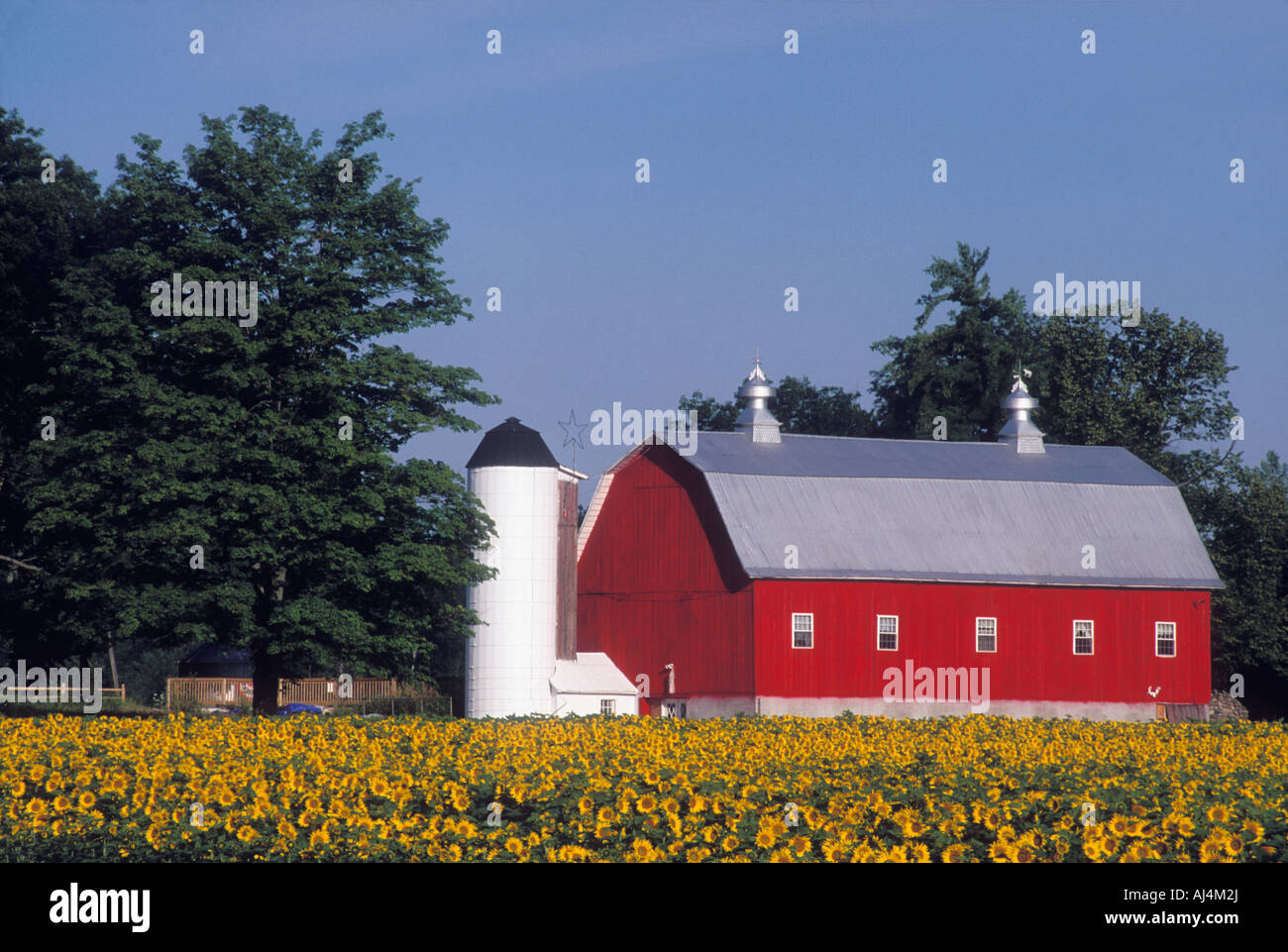 Red Barn and Field of Sunflowers Iosco County Michigan Stock Photo - Alamy