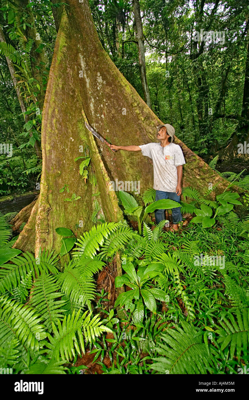 Native man stands next to huge buttress root of giant Terminalia ...