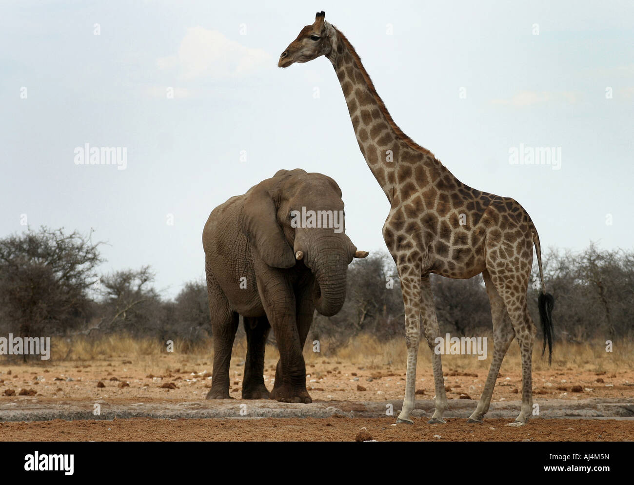 Elephant Vs Giraffe