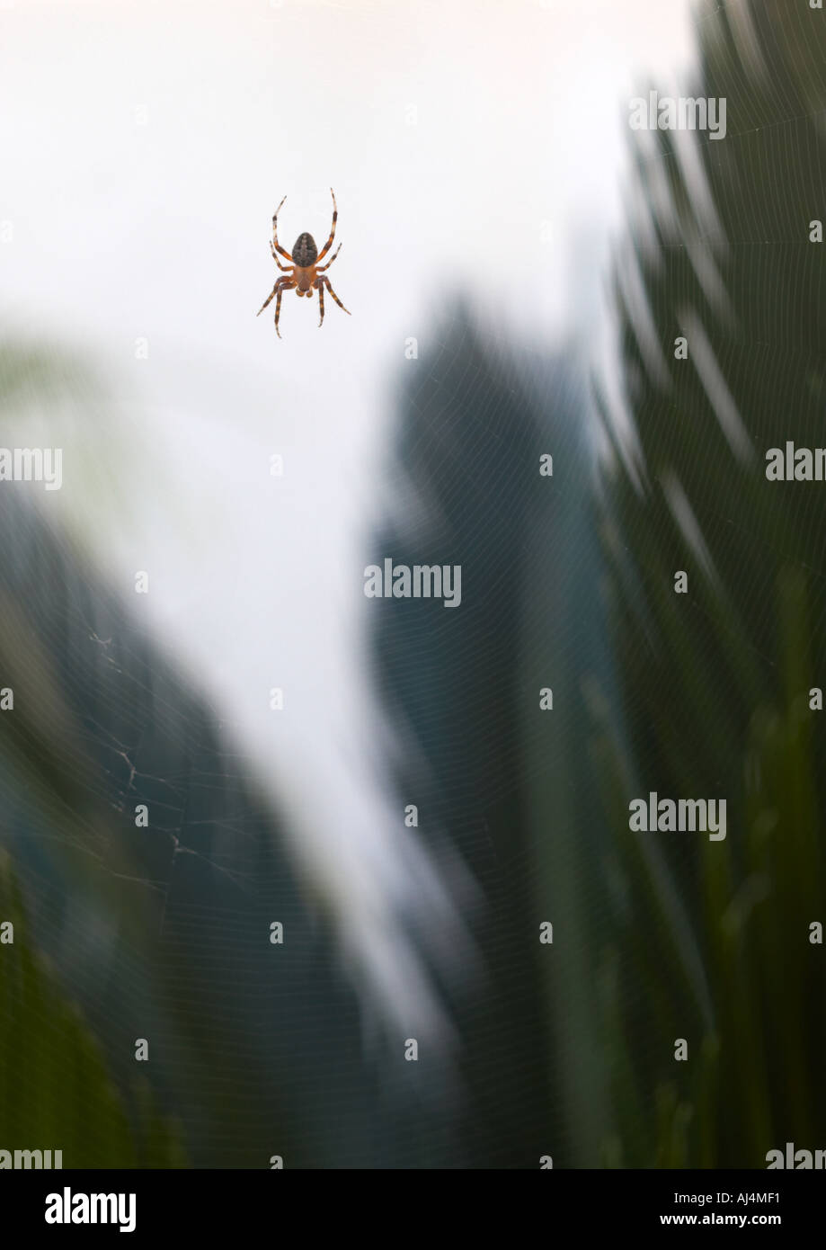 Spider in web Stock Photo - Alamy