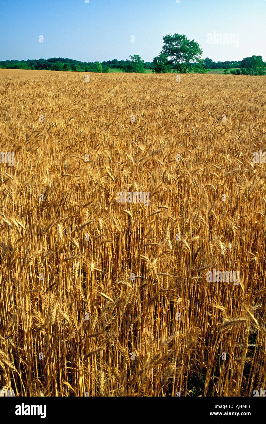 Rural kentucky farm hi-res stock photography and images - Alamy