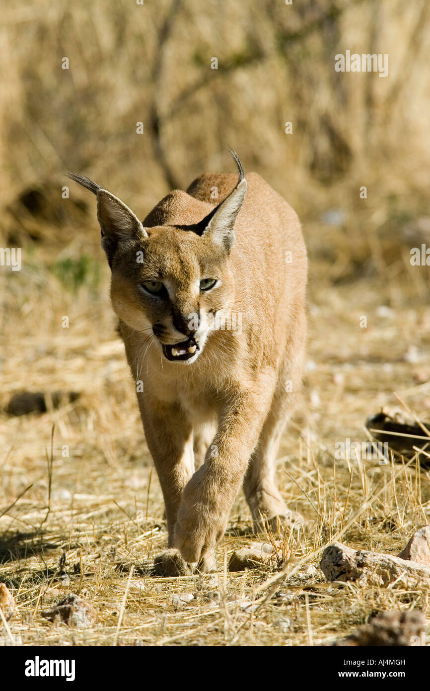 Caracal felis caracal also known as the African lynx pictured on a ...