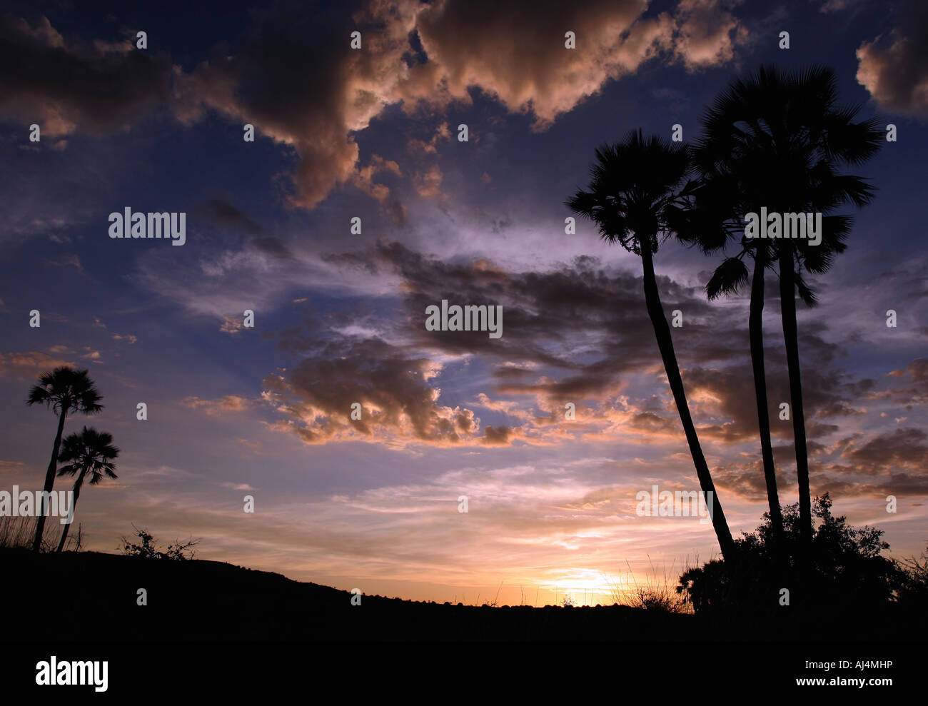 Palm trees are silhouetted at the Palmwag oasis in Damaraland in ...
