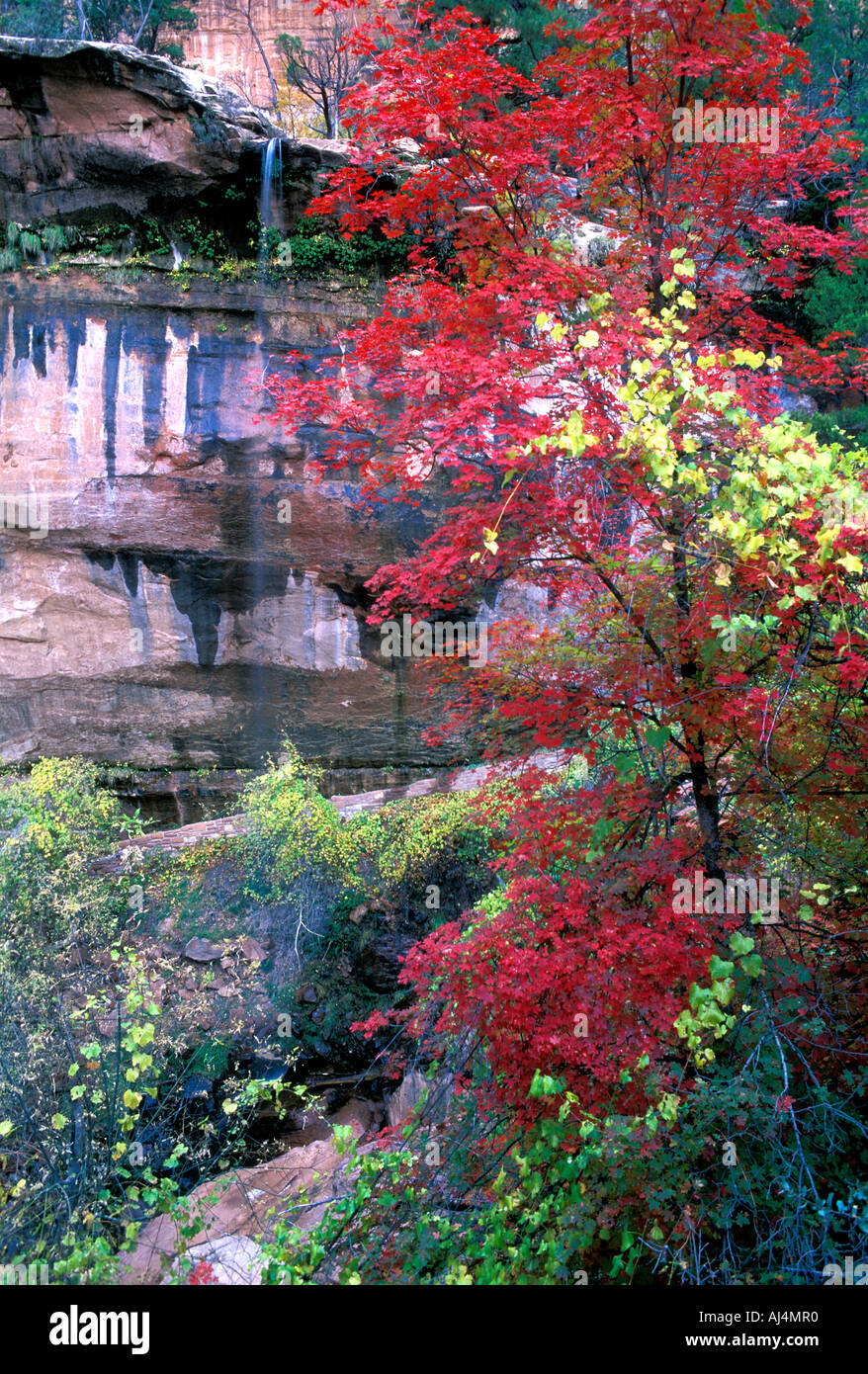 Fall colors in mixed hi-res stock photography and images - Alamy