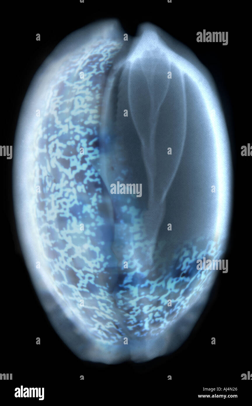 x ray shell rayos oval through translucent fragile nature natural black ...