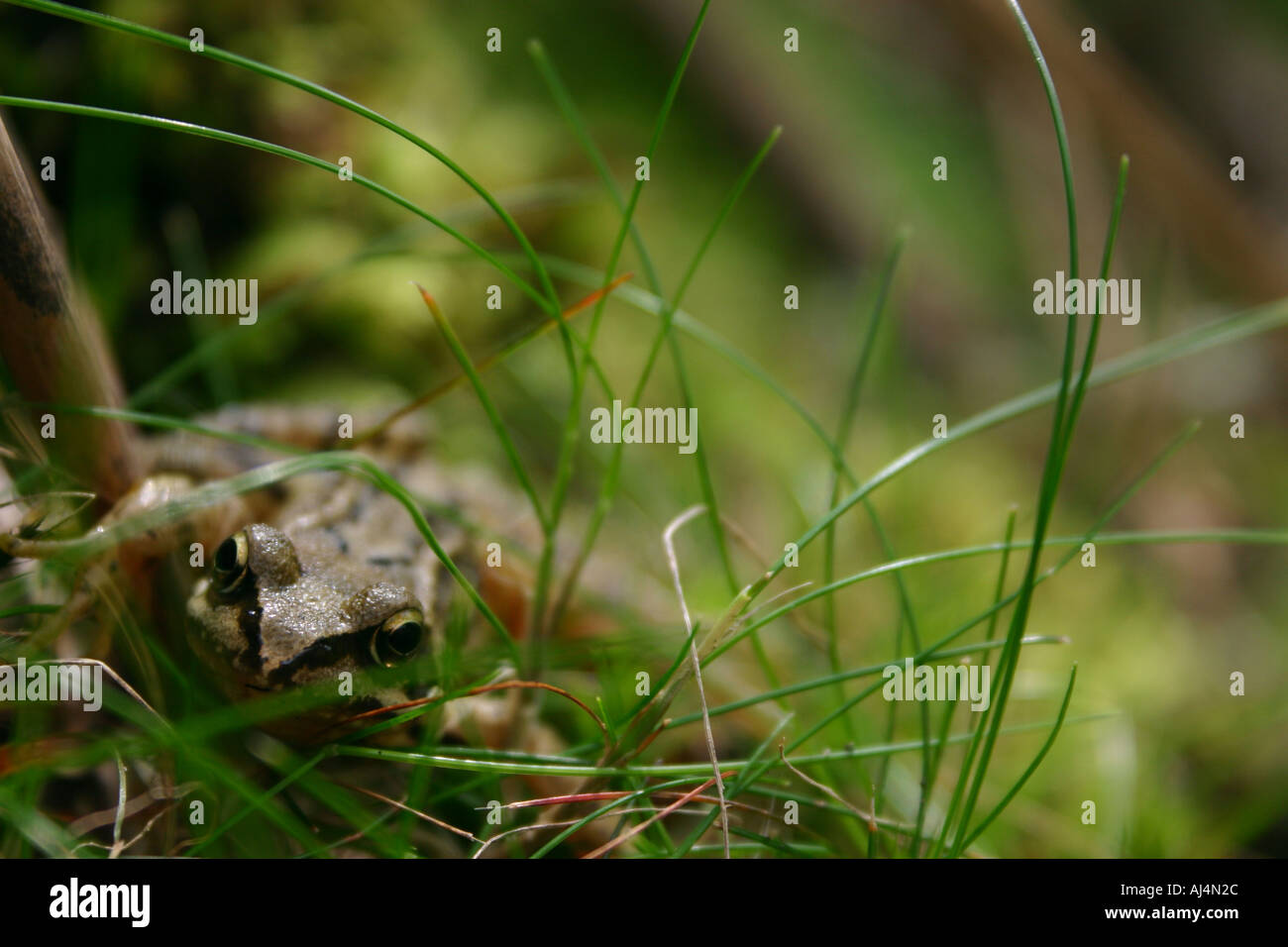 Princess hiding hi-res stock photography and images - Alamy