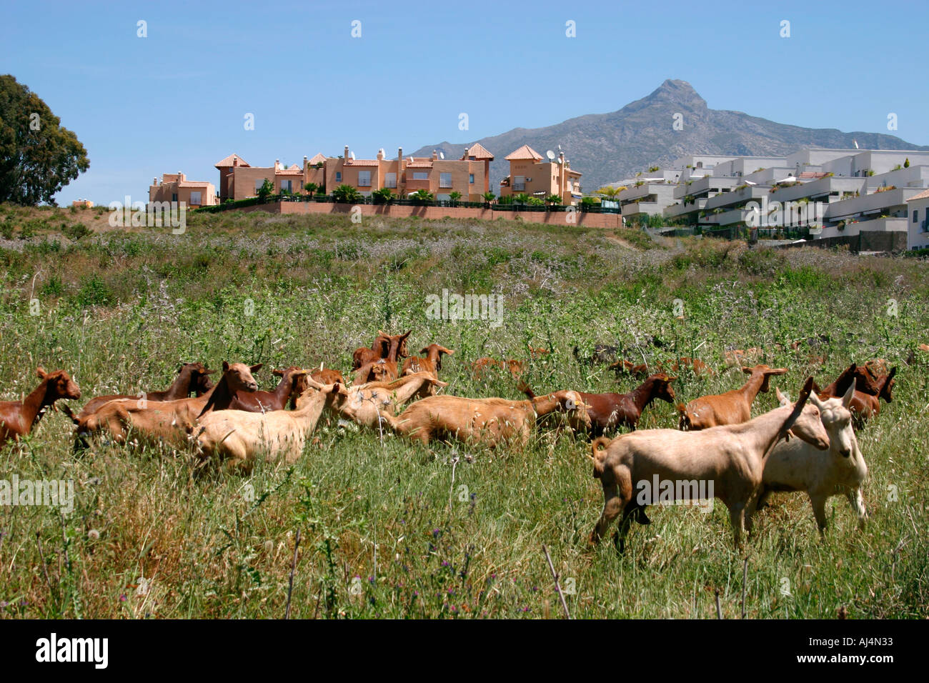 Goat butting hi-res stock photography and images - Alamy