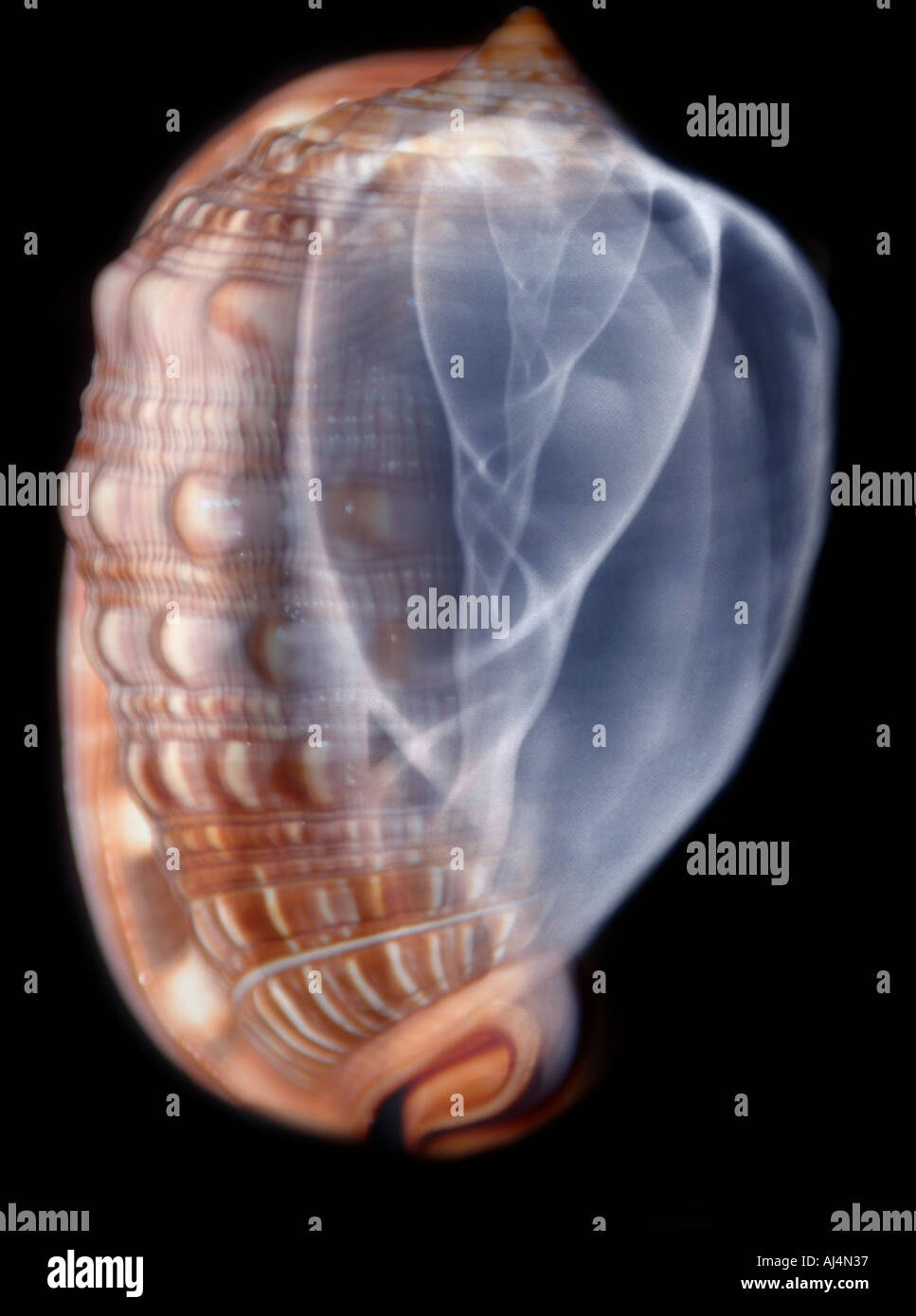 Cypraecassi x ray shell rayos through translucent nature half natural ...