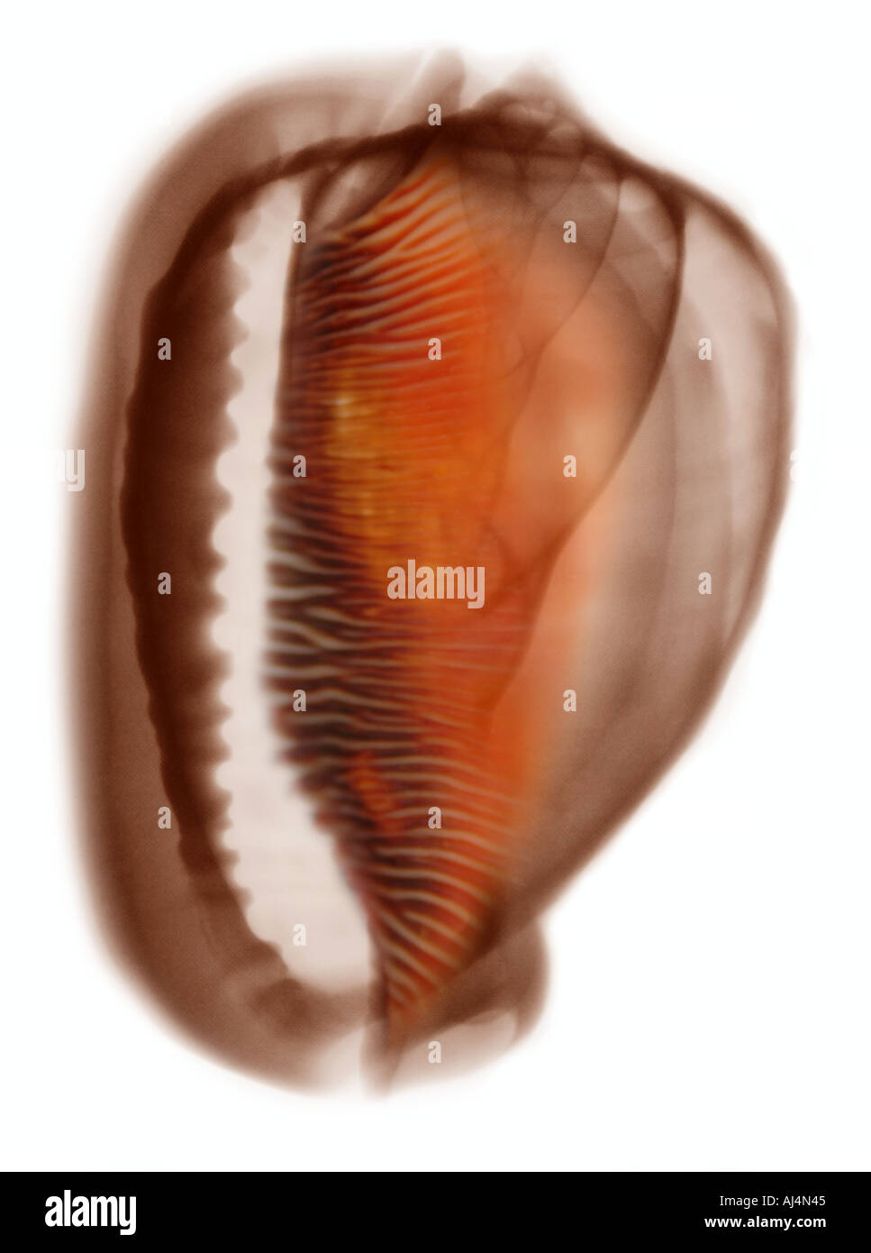 Rayos x rayos x rayos x hi-res stock photography and images - Alamy