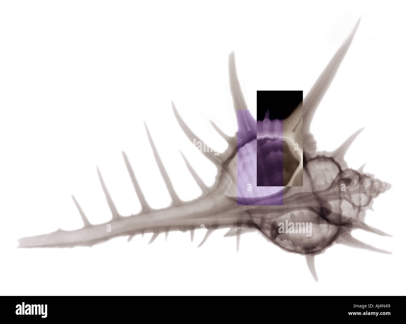 x ray shell rayos through translucent fragile nature natural white ...