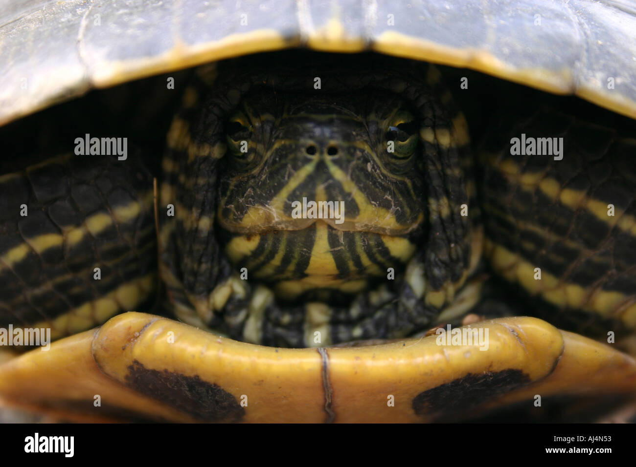 Don't be afraid to stick your neck out Stock Photo - Alamy