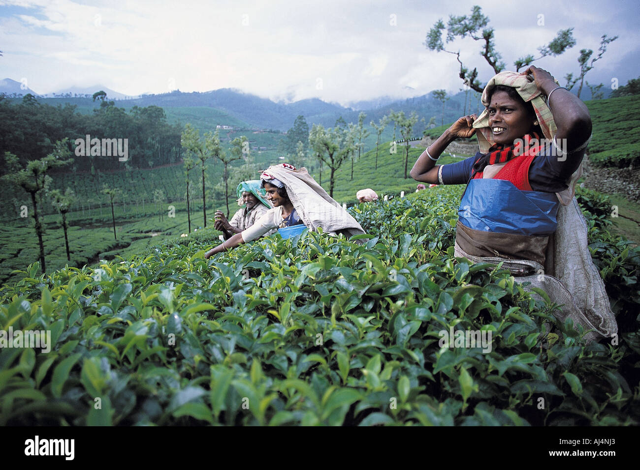 Valparai tea plantation hi-res stock photography and images - Alamy