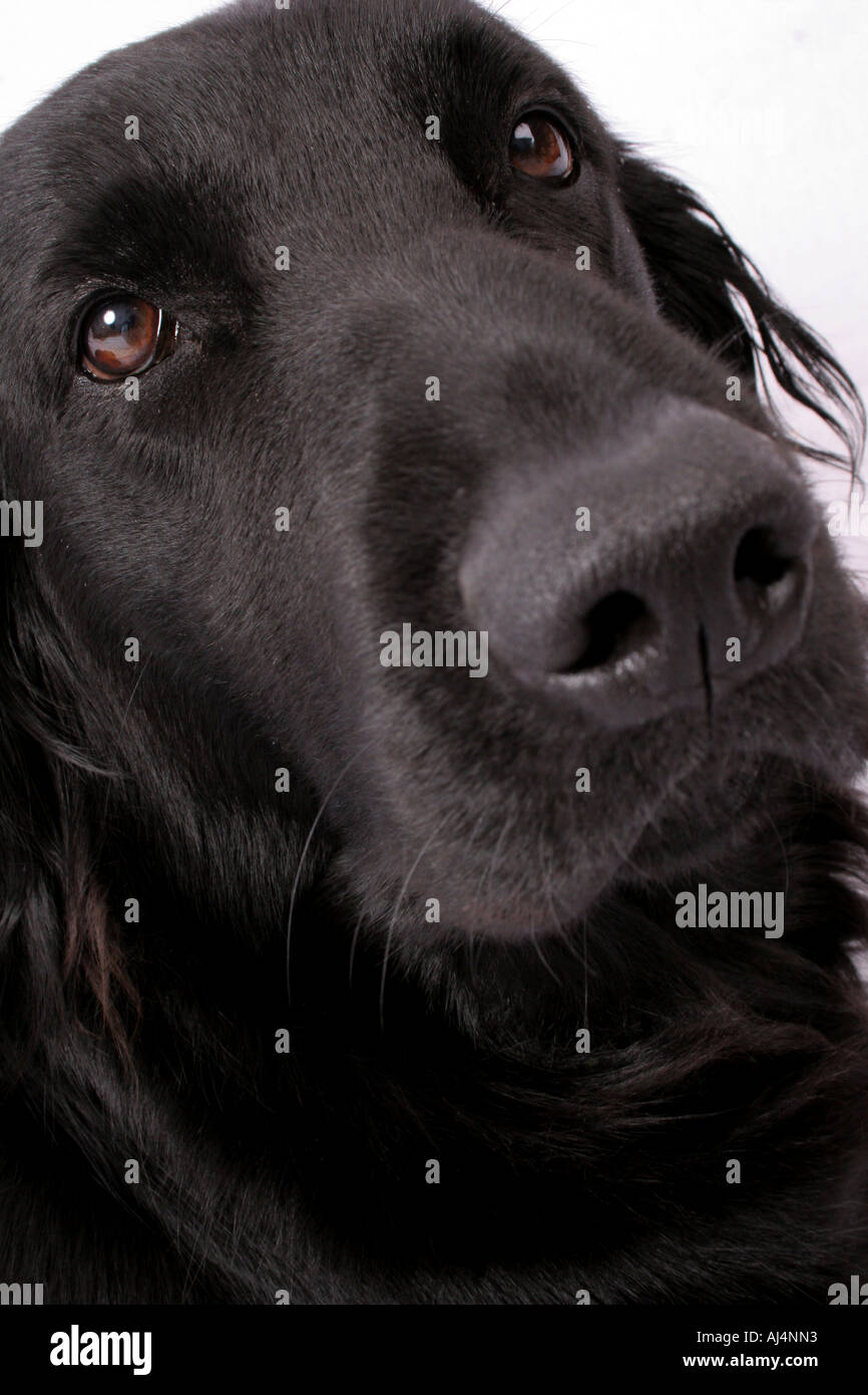 Flat face dog hi-res stock photography and images - Alamy