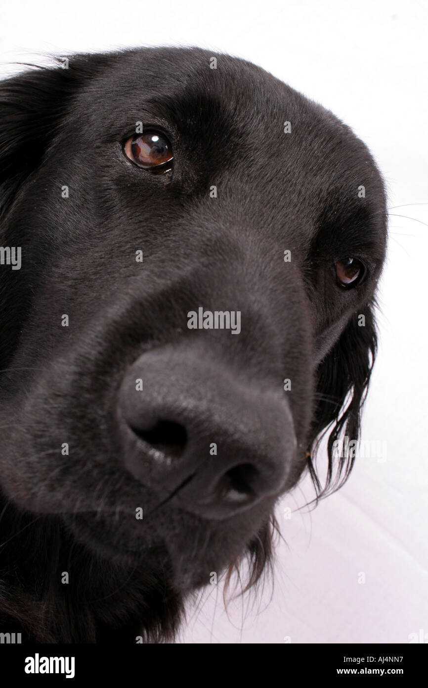 Black flat coated retriever hi-res stock photography and images - Alamy