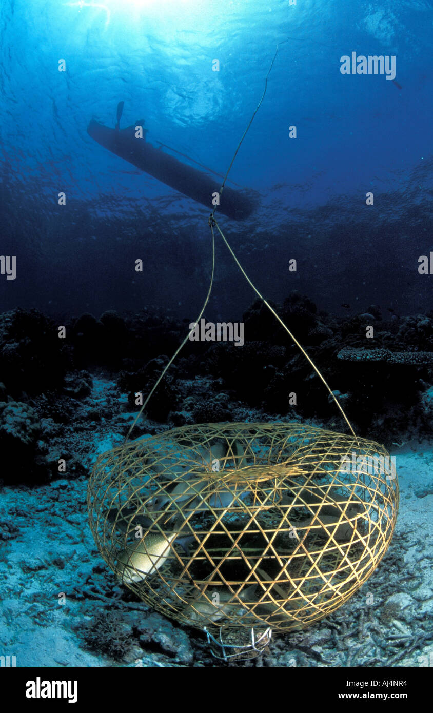 Fish trap with rabbit fishes in it Sulawesi Indonesia Stock Photo - Alamy