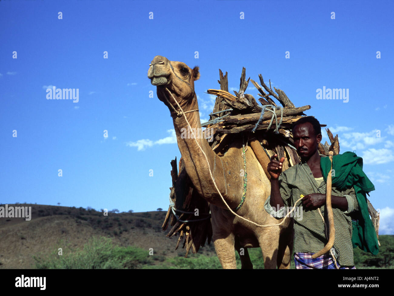 Dankalia hi-res stock photography and images - Alamy