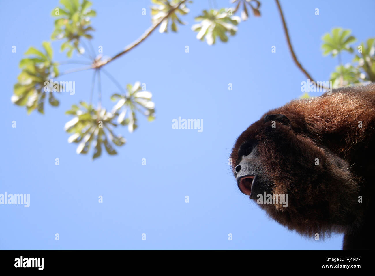 Ambue ari hi-res stock photography and images - Alamy