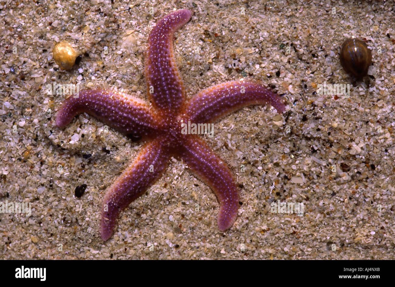 Low tide reveals a stranded starfish on this Hebridean beach Stock ...