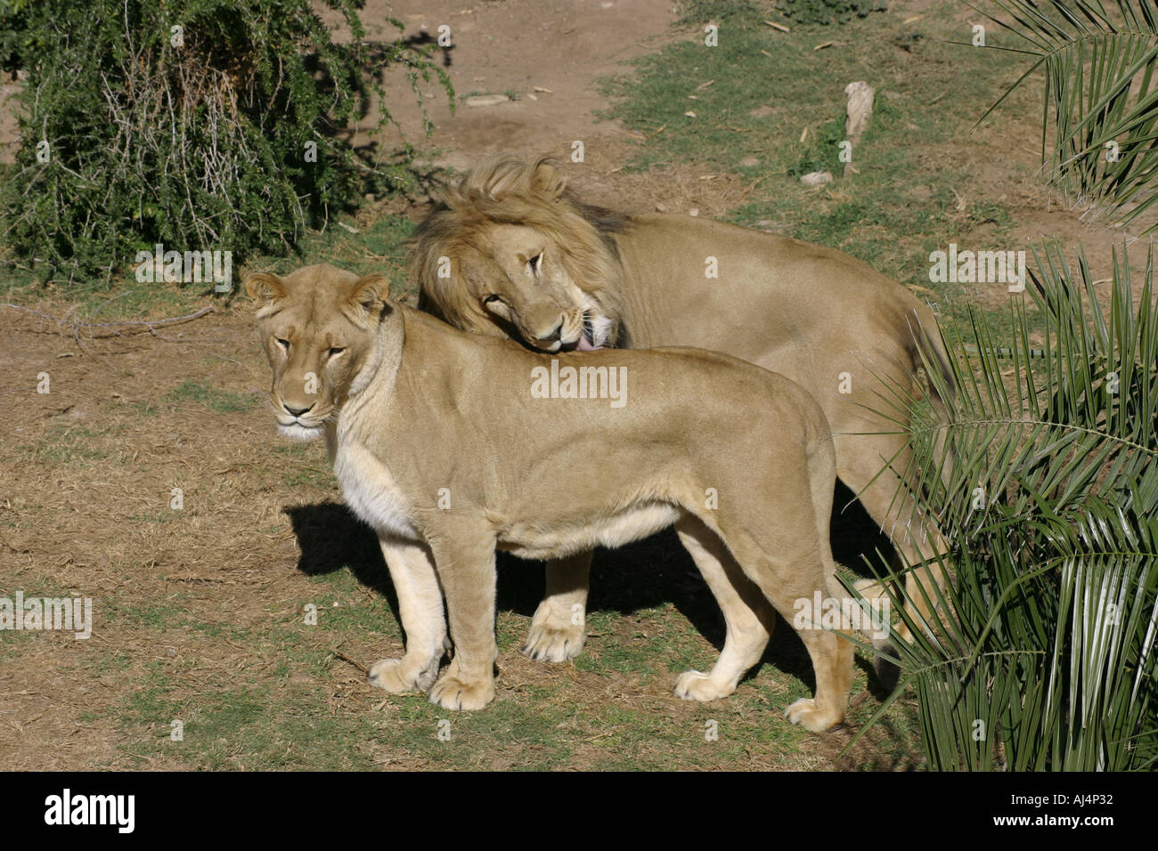 Lion carressing his partner Stock Photo - Alamy