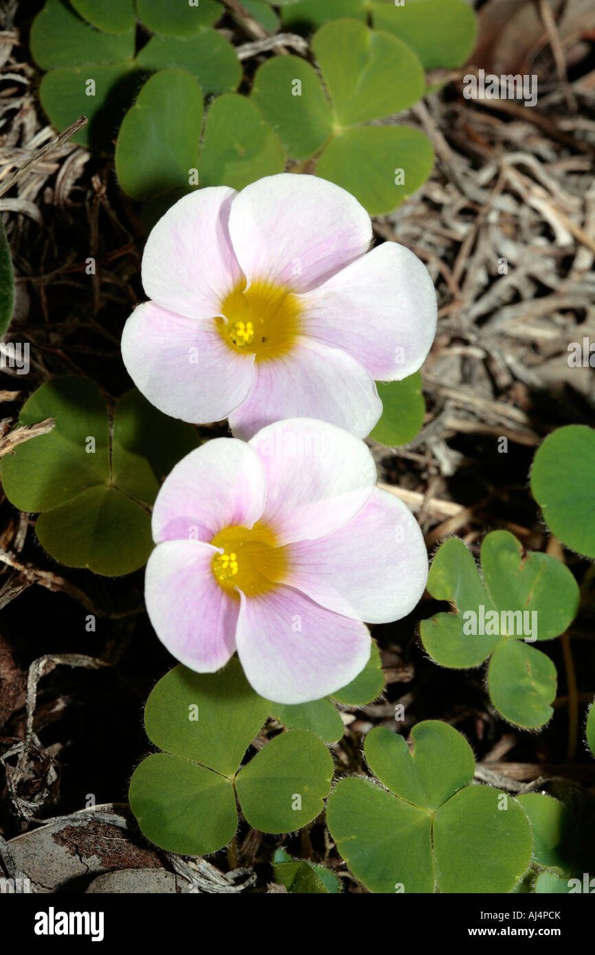 Grand Duchess Sorrel - Oxalis purpurea - Family Oxalidaceae Stock Photo ...