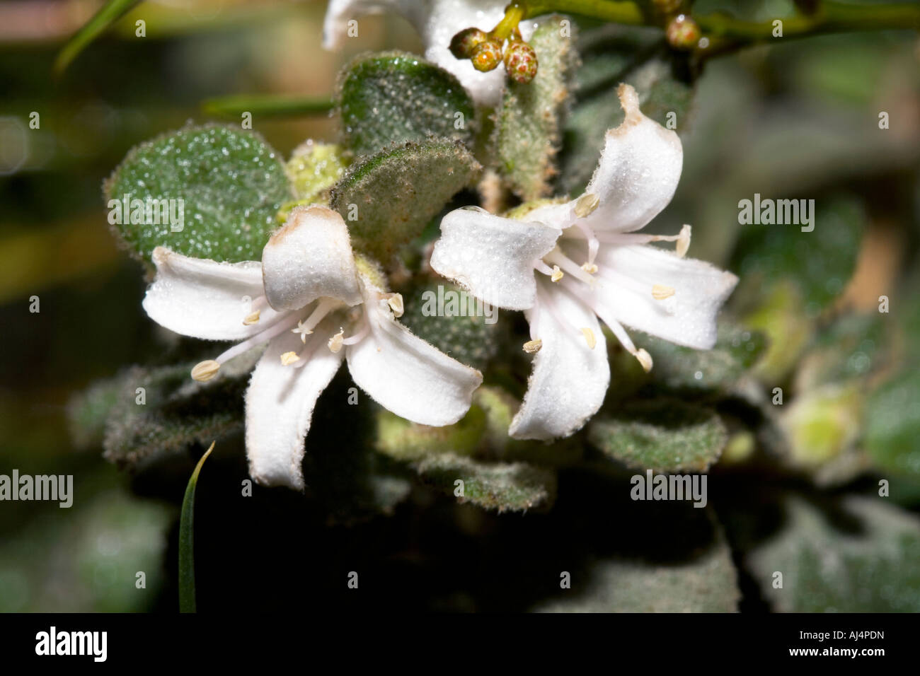 Correas flower hi-res stock photography and images - Alamy