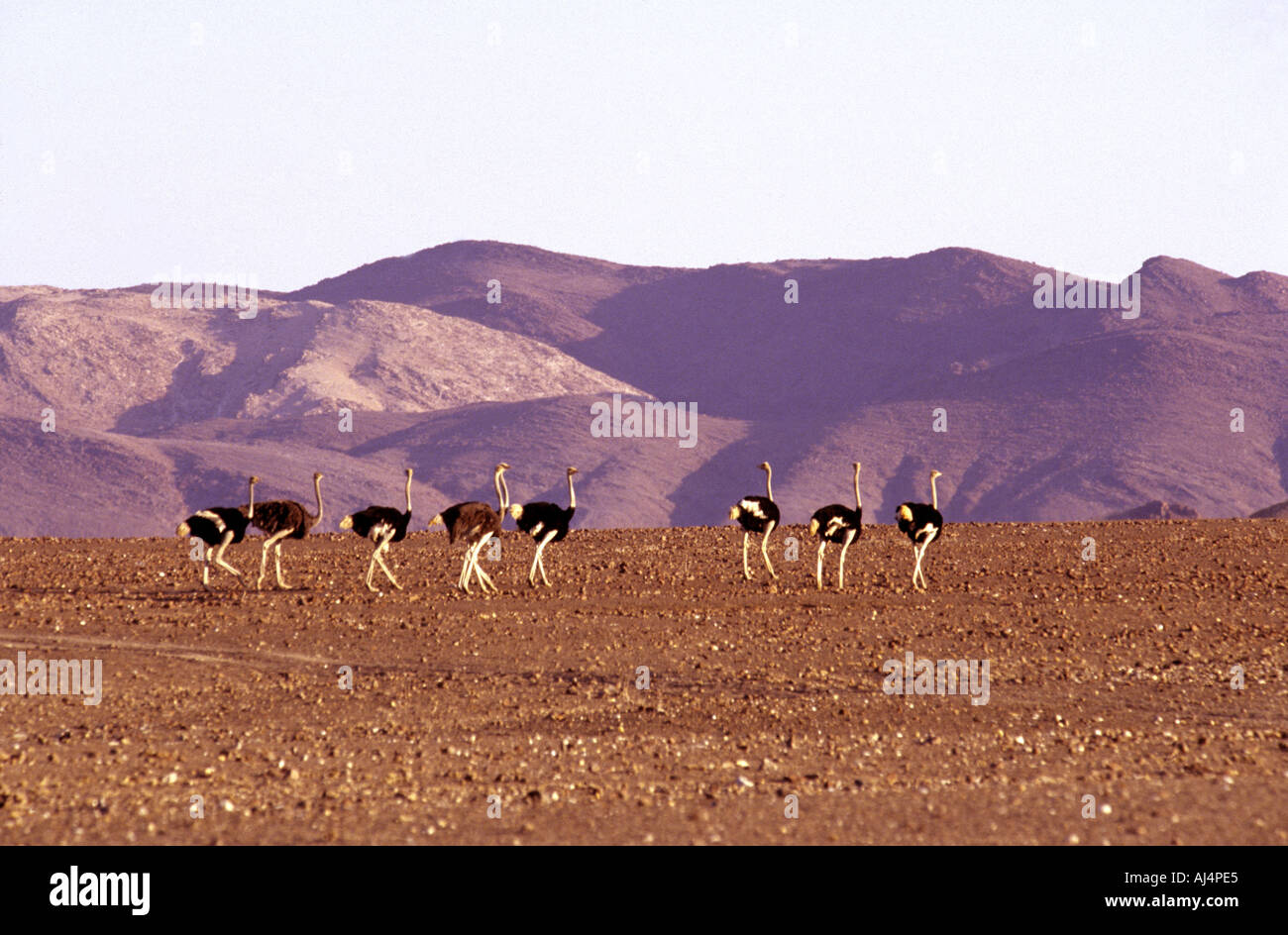 Ostrich ballet hi-res stock photography and images - Alamy