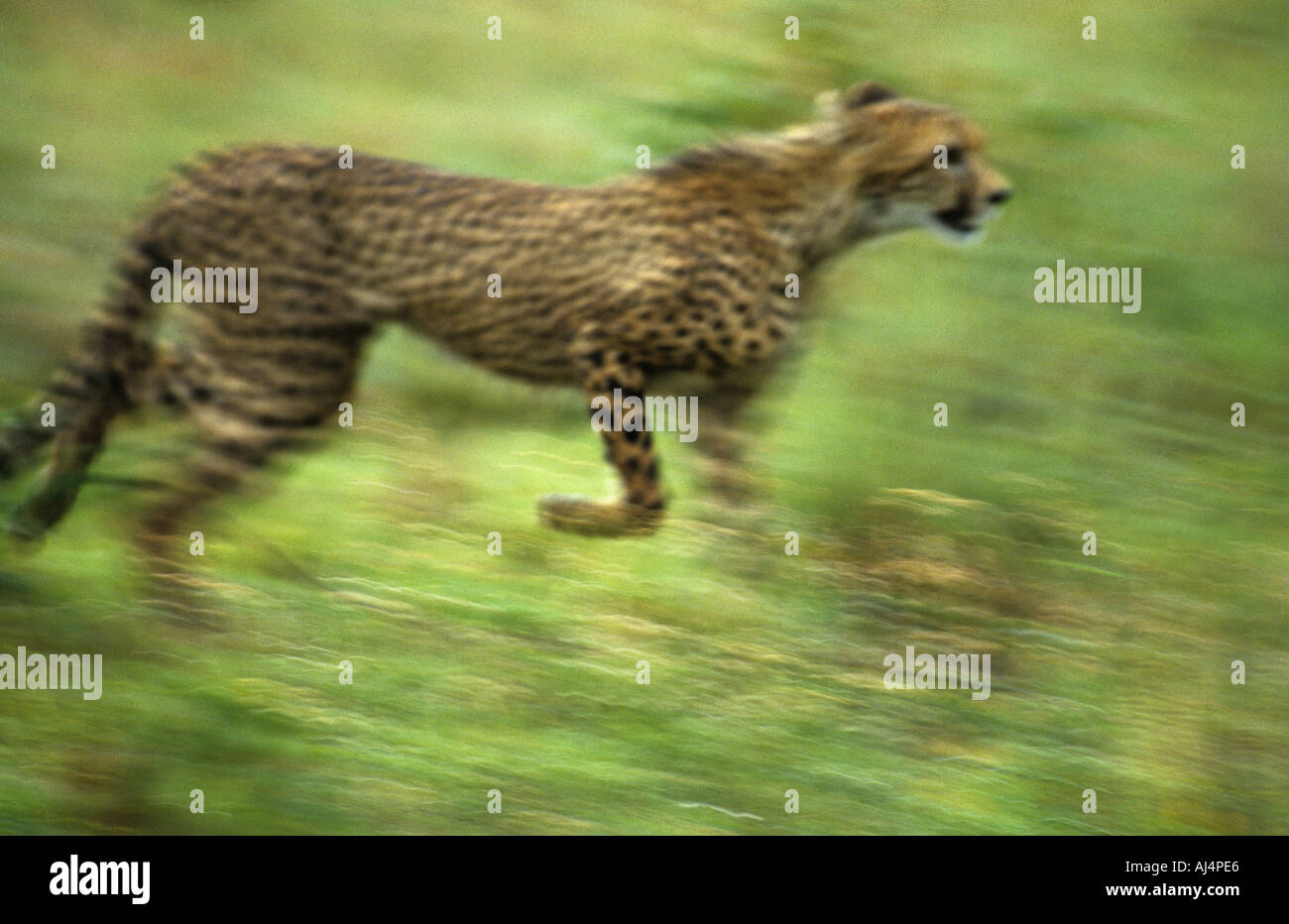 Running cheetah blur hi-res stock photography and images - Alamy