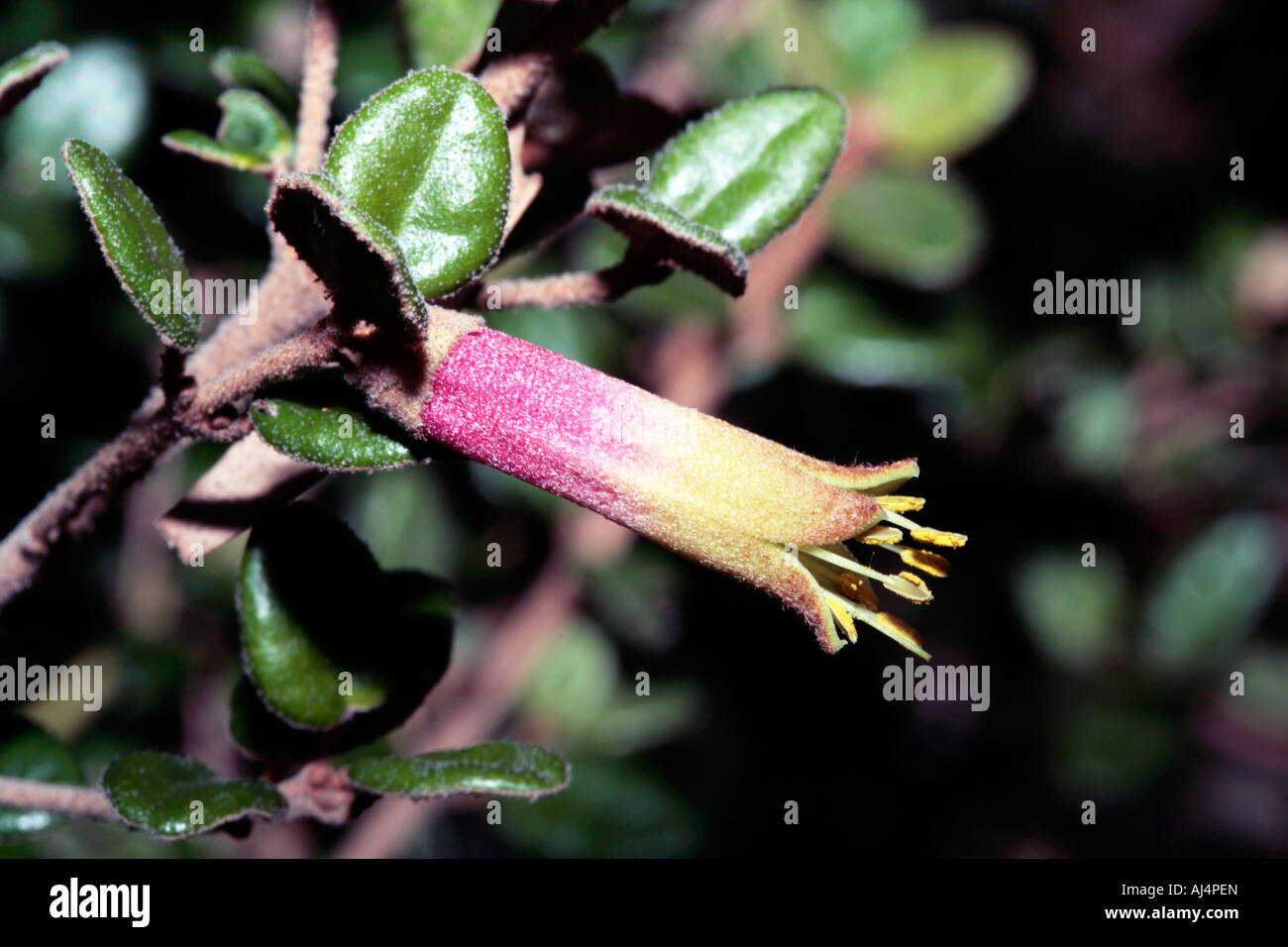 Variety of Common Correa - Correa reflexa Stock Photo - Alamy