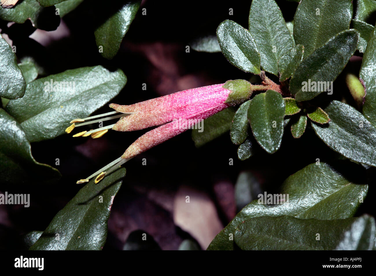 Variety of Common Correa - Correa reflexa Stock Photo - Alamy
