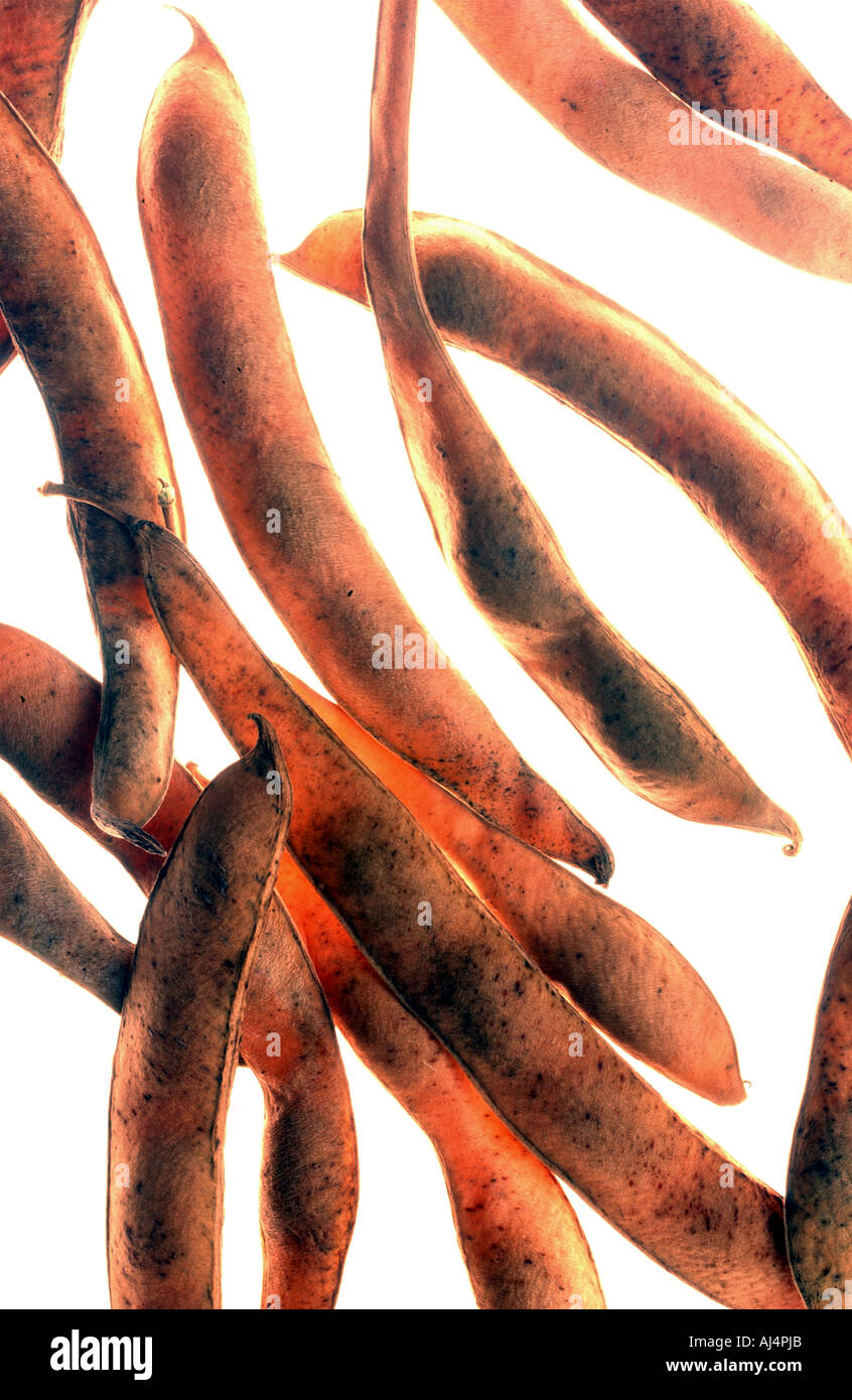 Phaseolus vulgaris navel beans Stock Photo - Alamy
