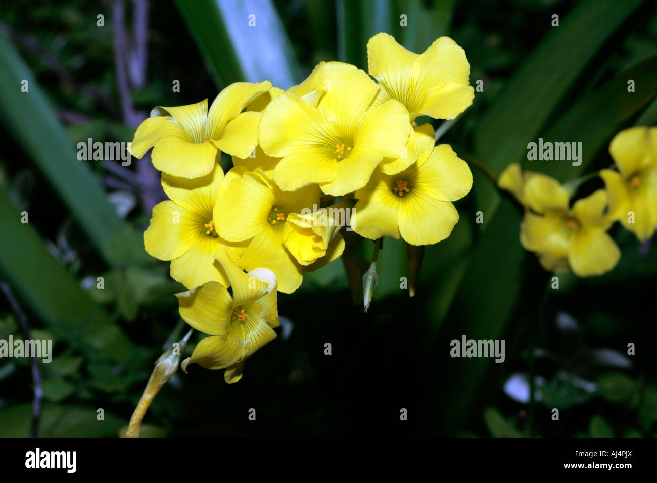 Wood Sorrel - Oxalis corniculata- Family Oxalidaceae Stock Photo - Alamy