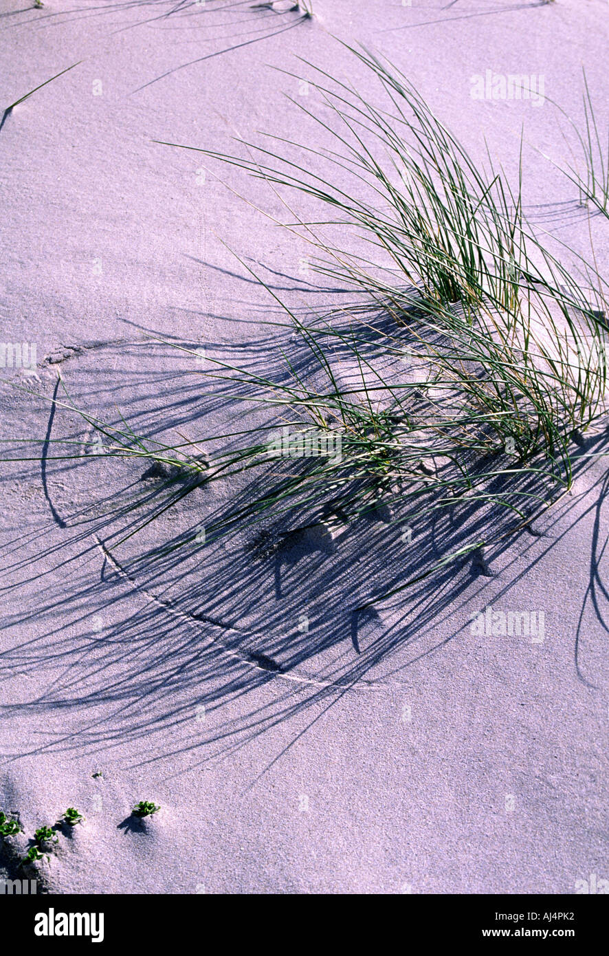 Wind whipped hi-res stock photography and images - Alamy