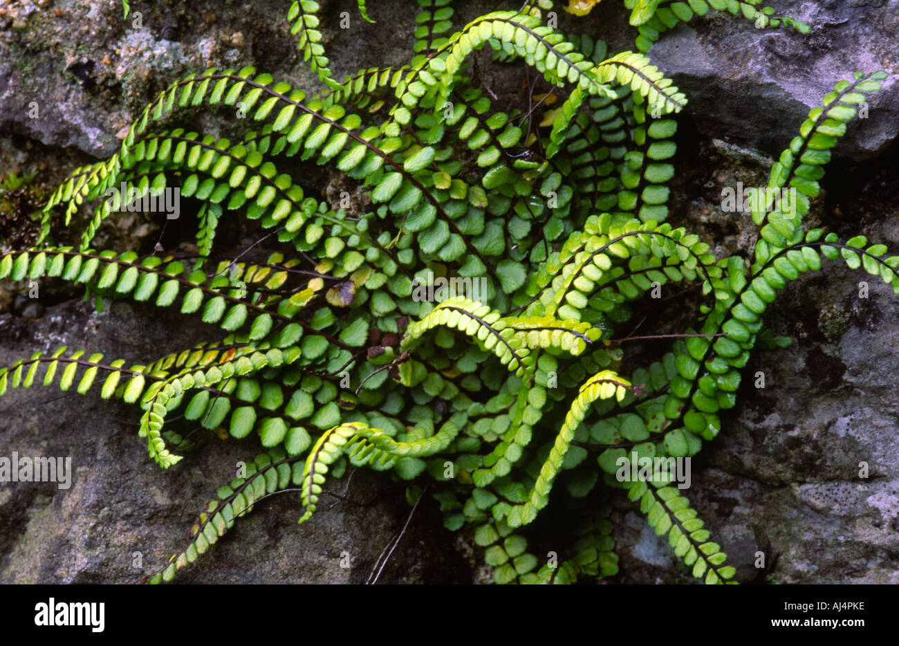 Maidenhair spleenwort Asplenium trichomanes Stock Photo: 8355005 - Alamy