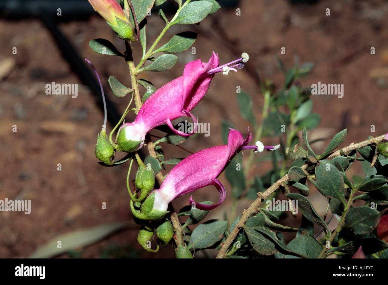 Emu Bush - Eremophila maculata-Family Myoporaceae Stock Photo - Alamy