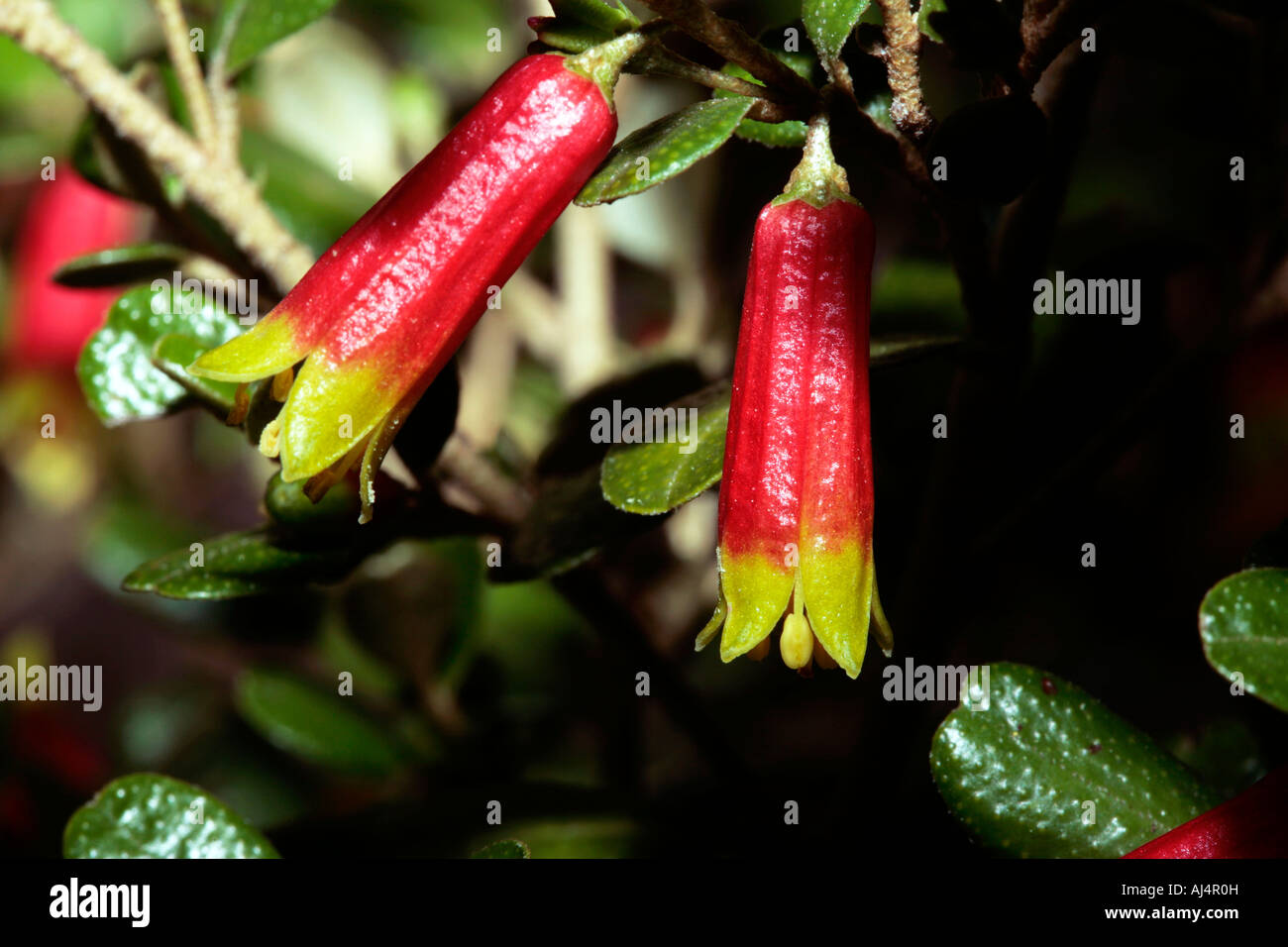 Common correas hi-res stock photography and images - Alamy
