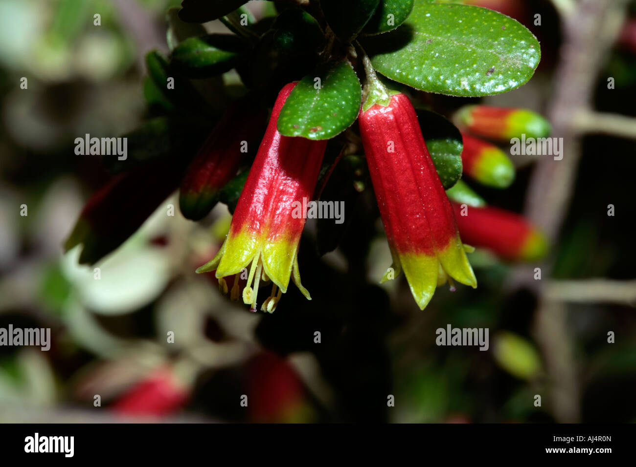 Common Correa - Correa reflexa Stock Photo - Alamy
