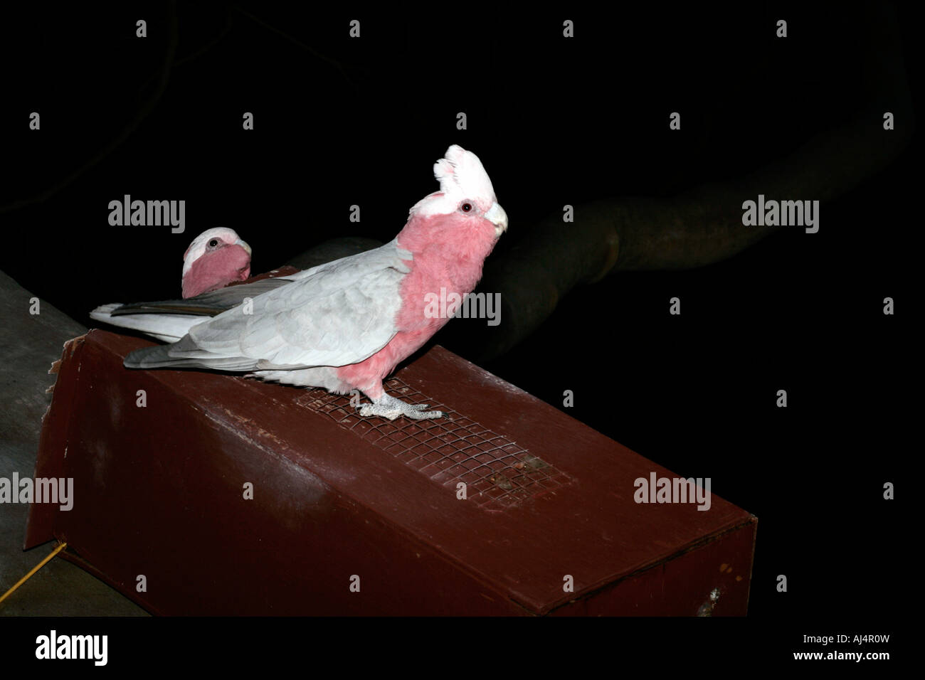 Galah pair protecting garden nest box containing young at night ...