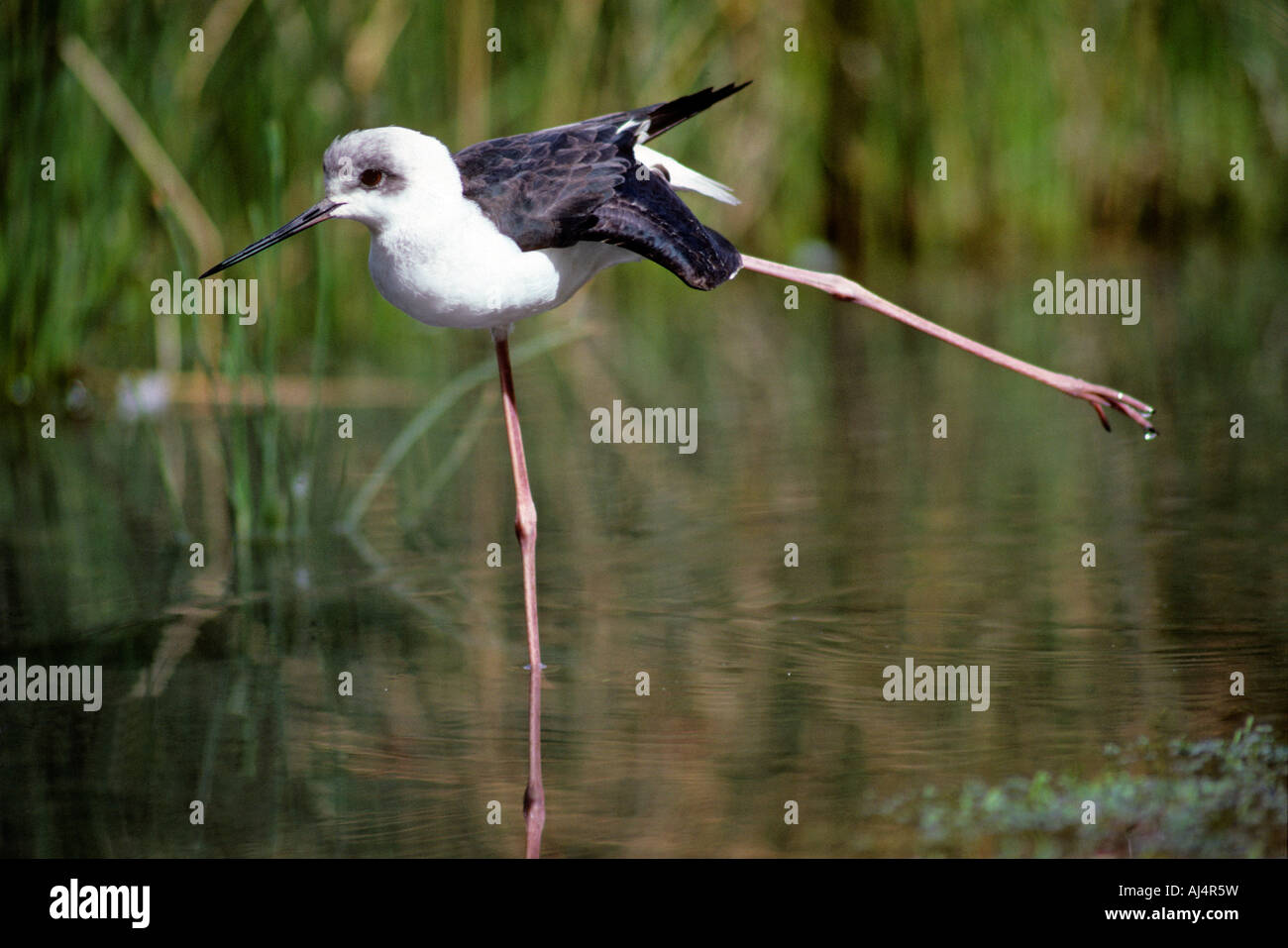 Stilt race hi-res stock photography and images - Alamy